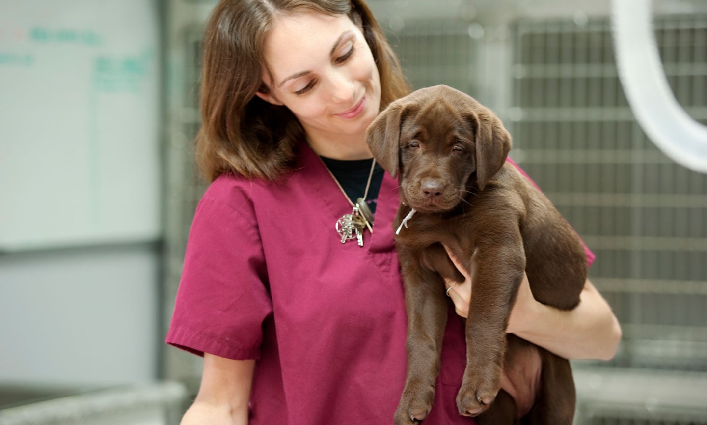 Neutering in Dogs: When to Do It, Benefits and What to Expect | Chewy