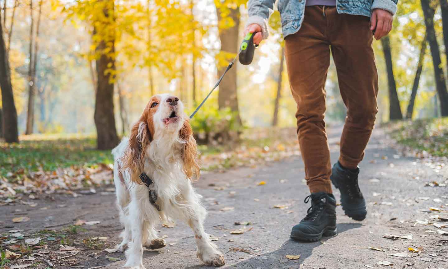 Training a Reactive Dog to Stay Calm: A Guide | Chewy