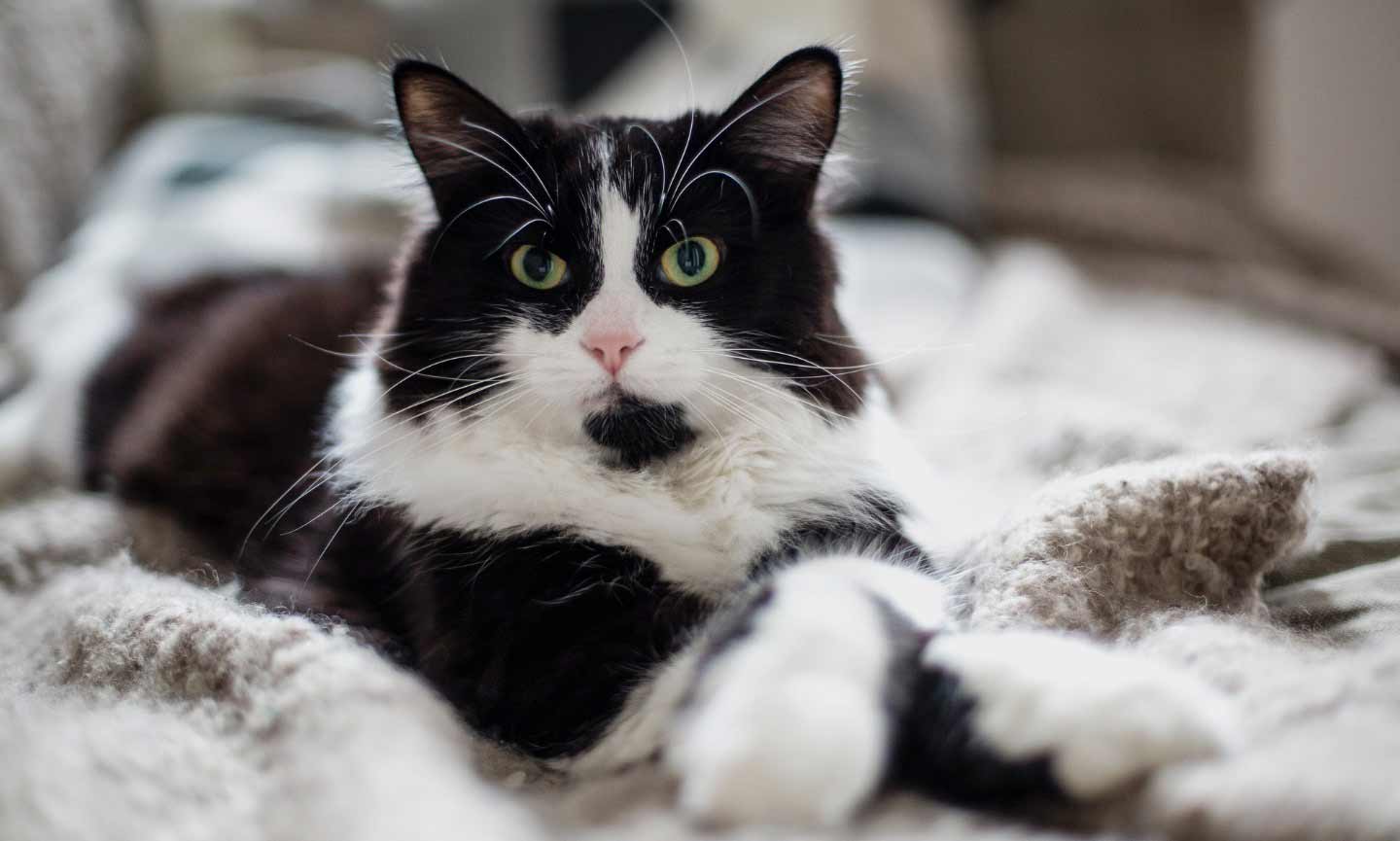 Cat Drooling: Why Is My Cat Drooling? | Chewy