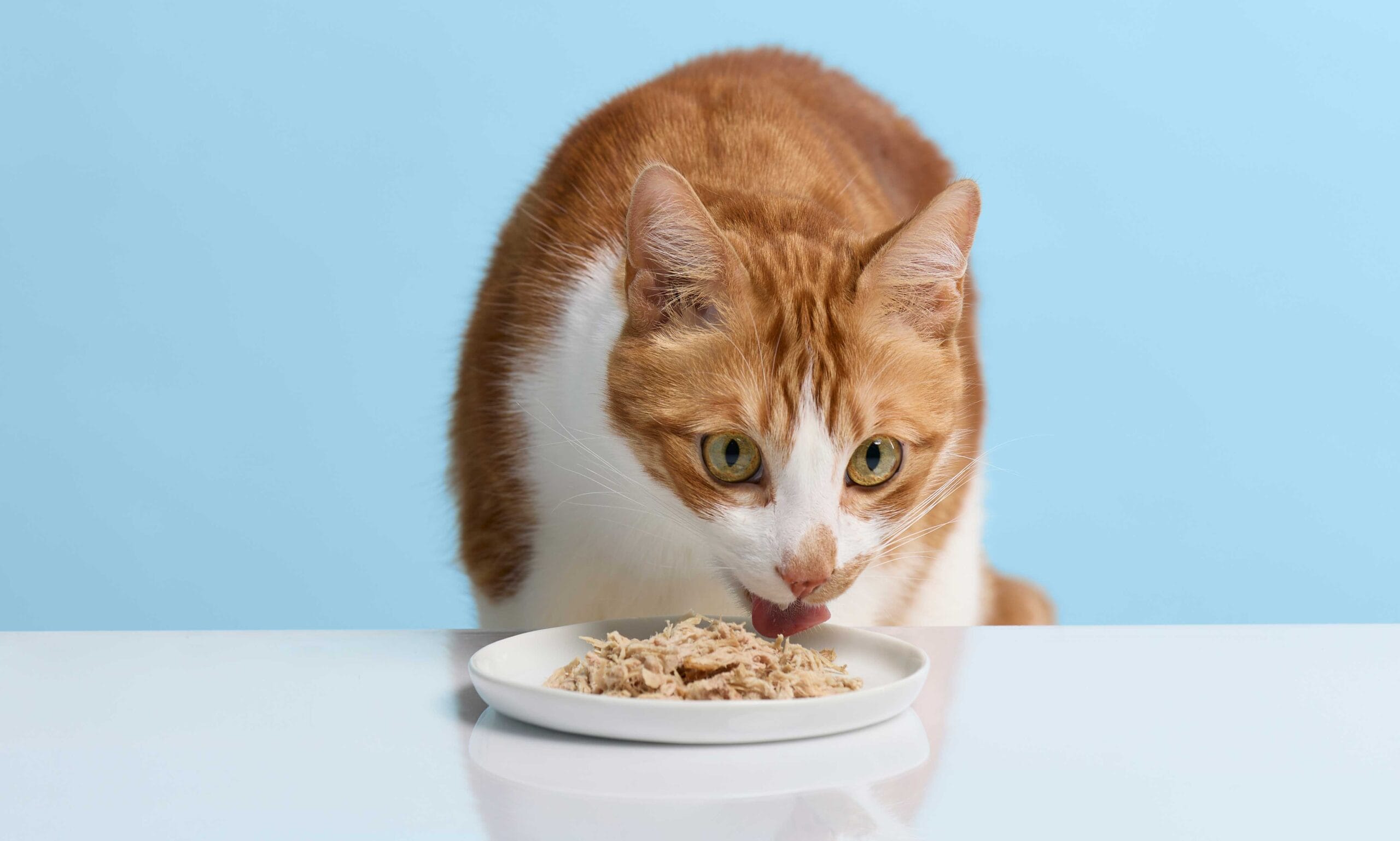 Can Cats Eat Pork?