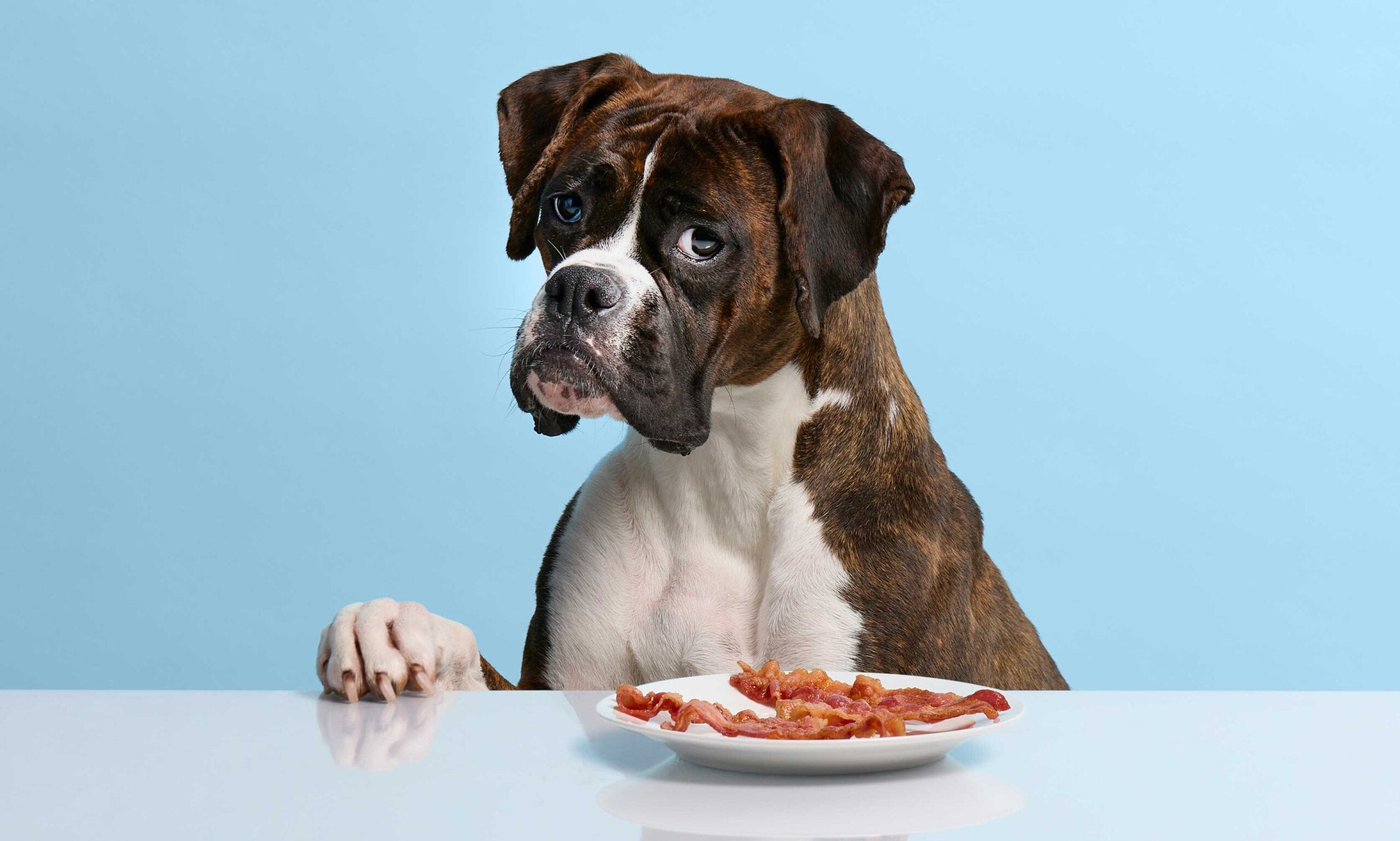 Can Dogs Eat Bacon? | Chewy
