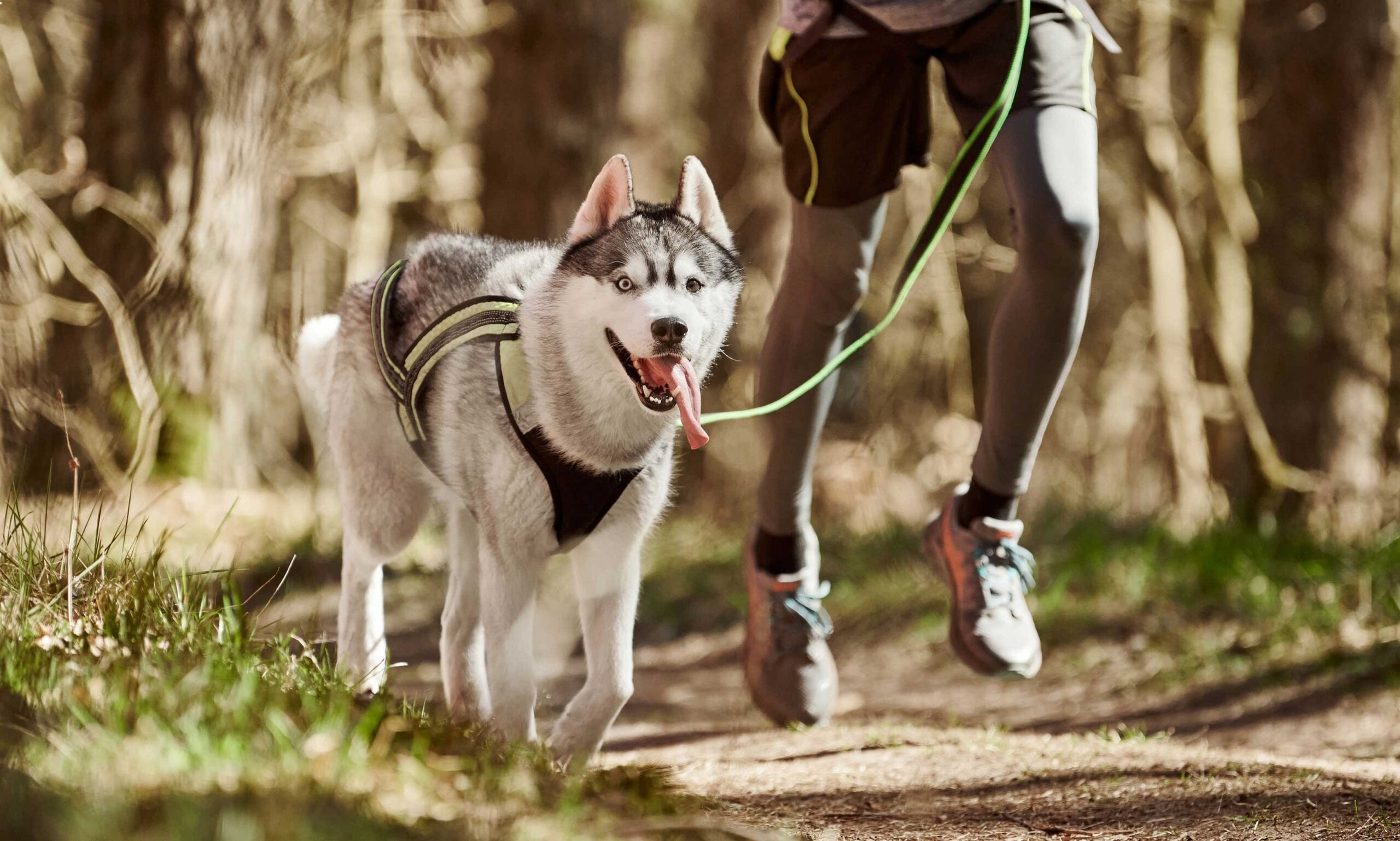 Crate to 5K: How to Safely Run with Your Dog | Chewy