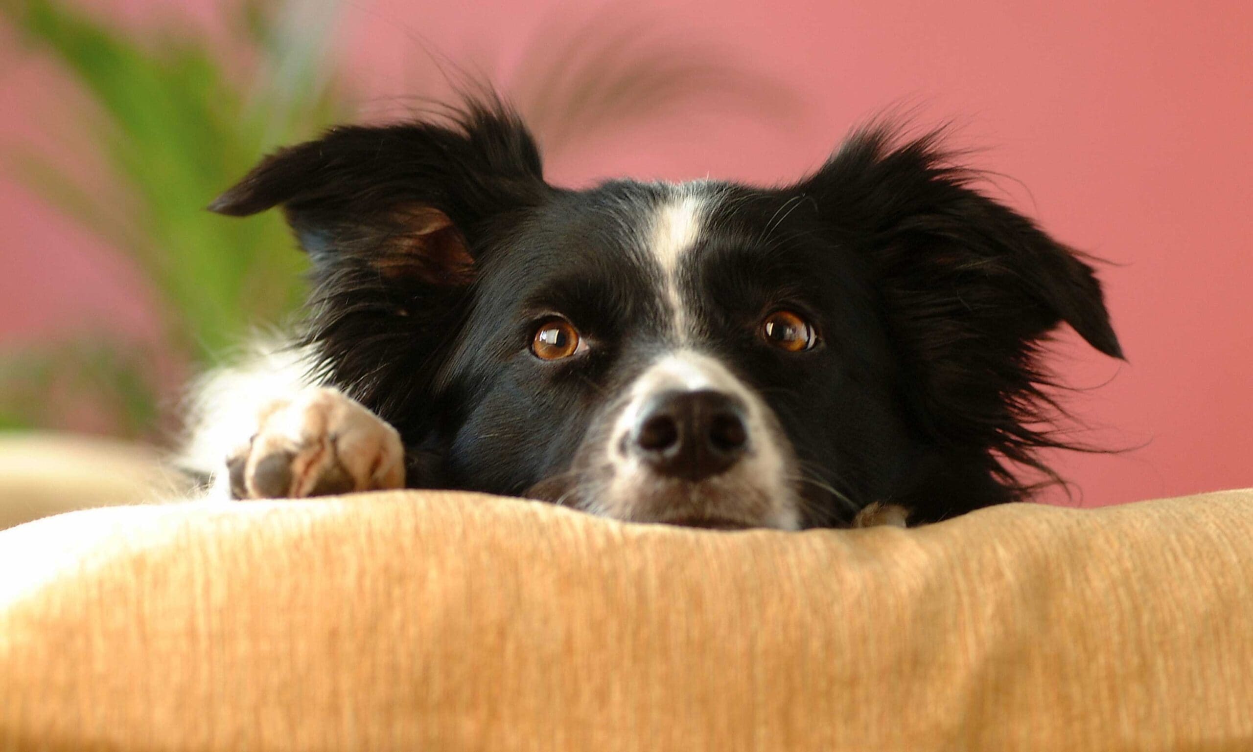 Dog Anxiety 101: Signs, Causes and Treatment | Chewy