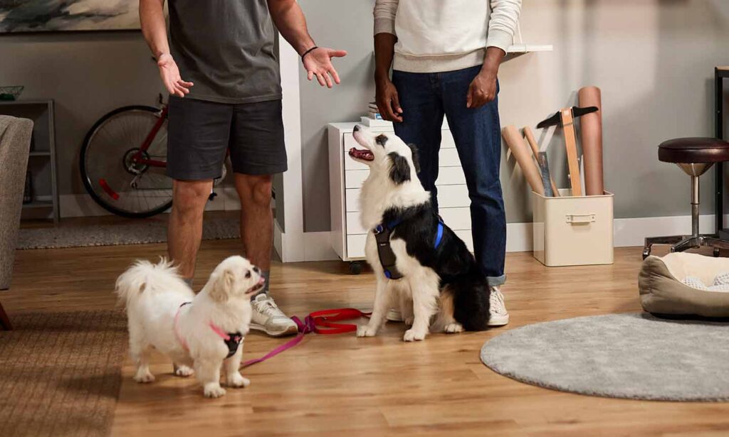 How To Introduce Dogs to Each Other | PetMD