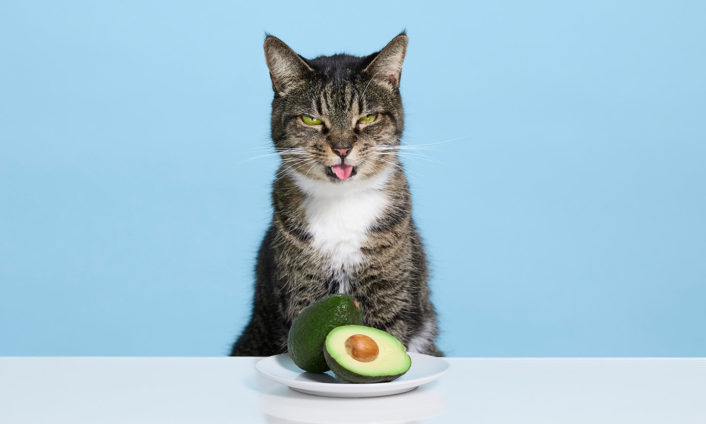 Can Cats Eat Avocado?
