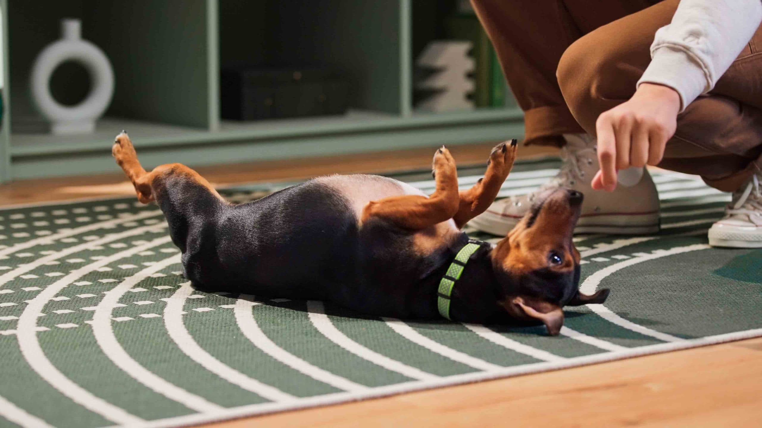 How to Teach Your Dog to Roll Over in 7 Simple Steps | Chewy
