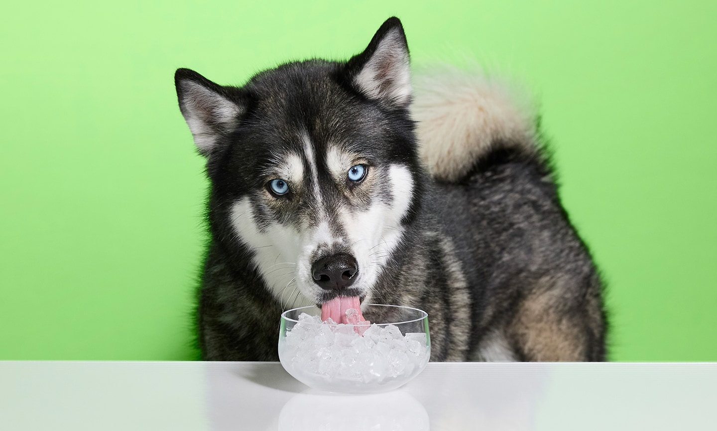 Can Dogs Eat Ice? Is Ice Water Dangerous? | Chewy