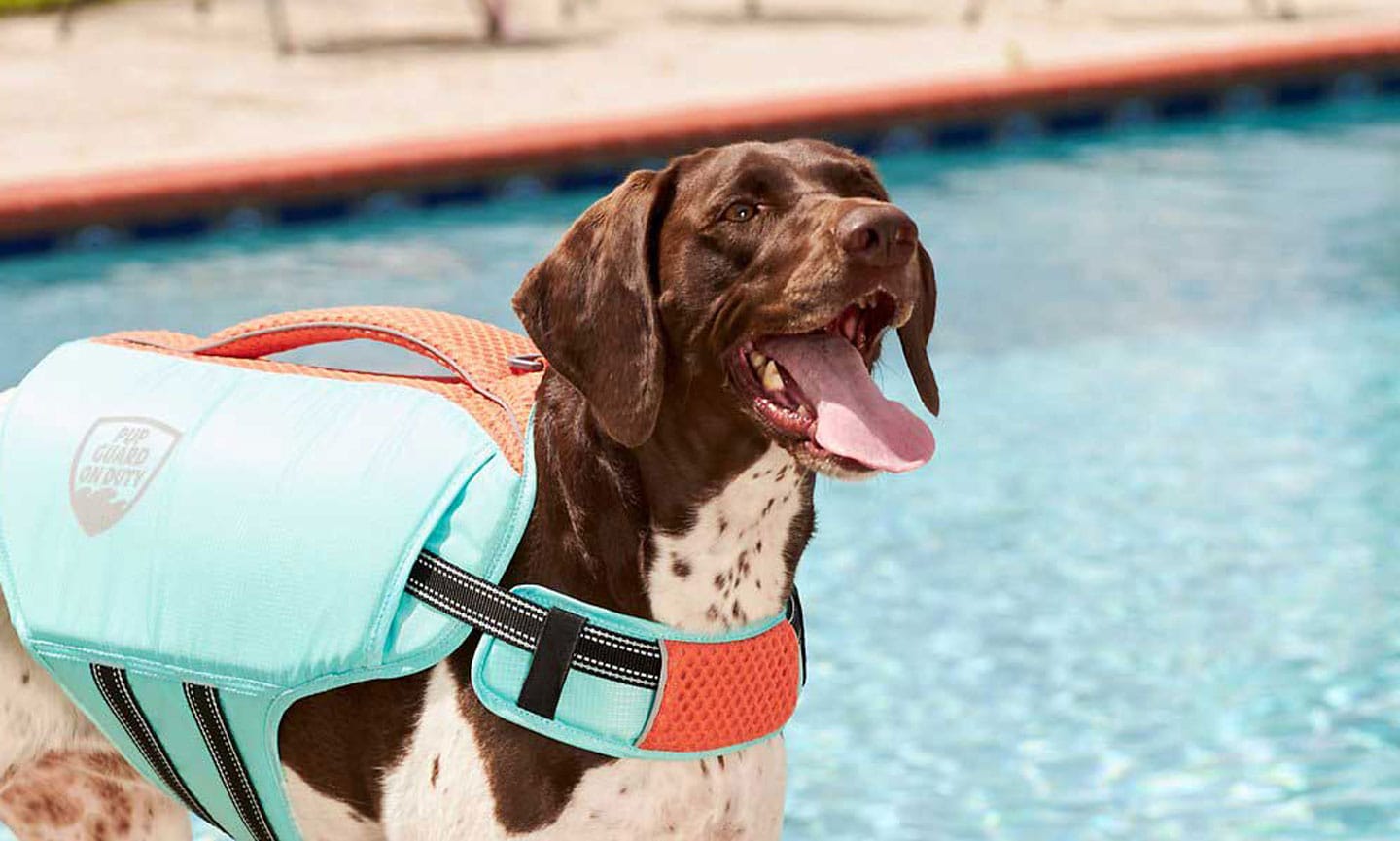 Dogs in Swimming Pools: 8 Safety Tips | Chewy
