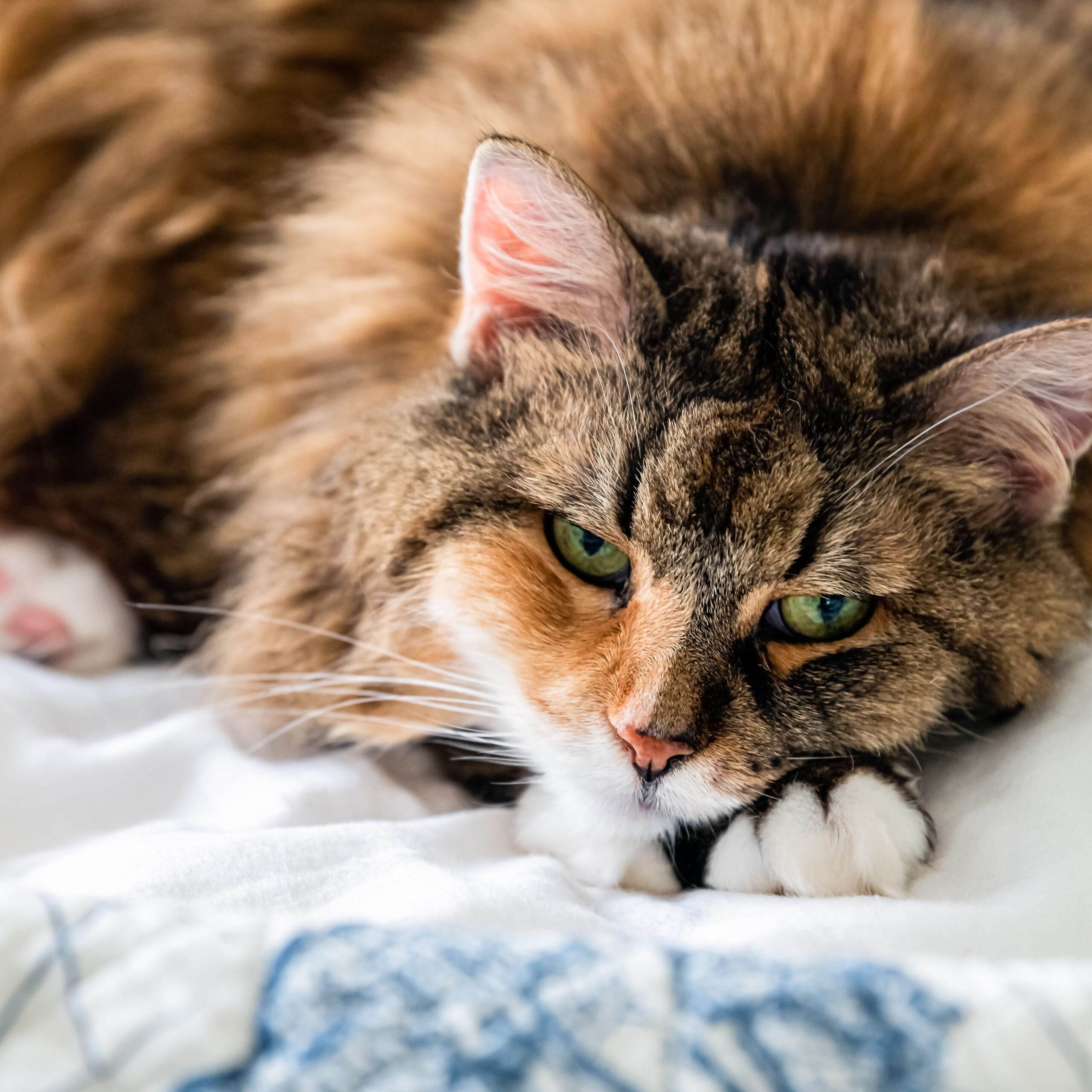 Senior Cat Age: At What Age Is My Cat a Senior? | Chewy