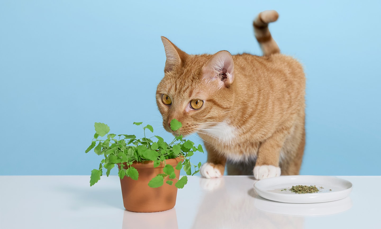 Can Cats Eat Catnip?