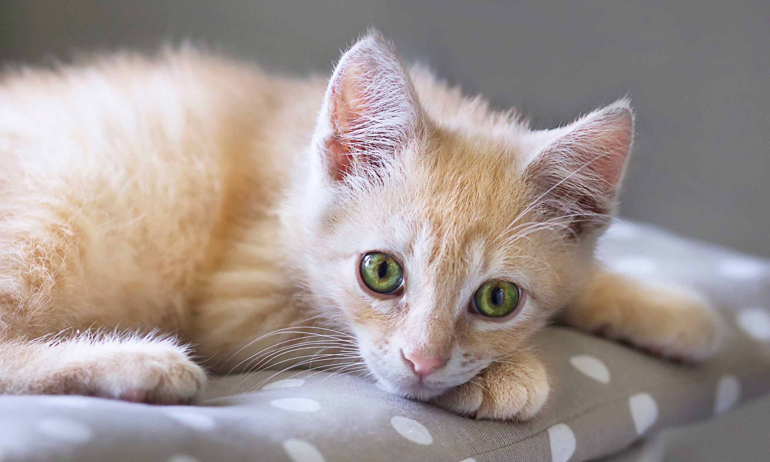 Kitten Diarrhea 101: Causes, Symptoms, and Treatment | Chewy