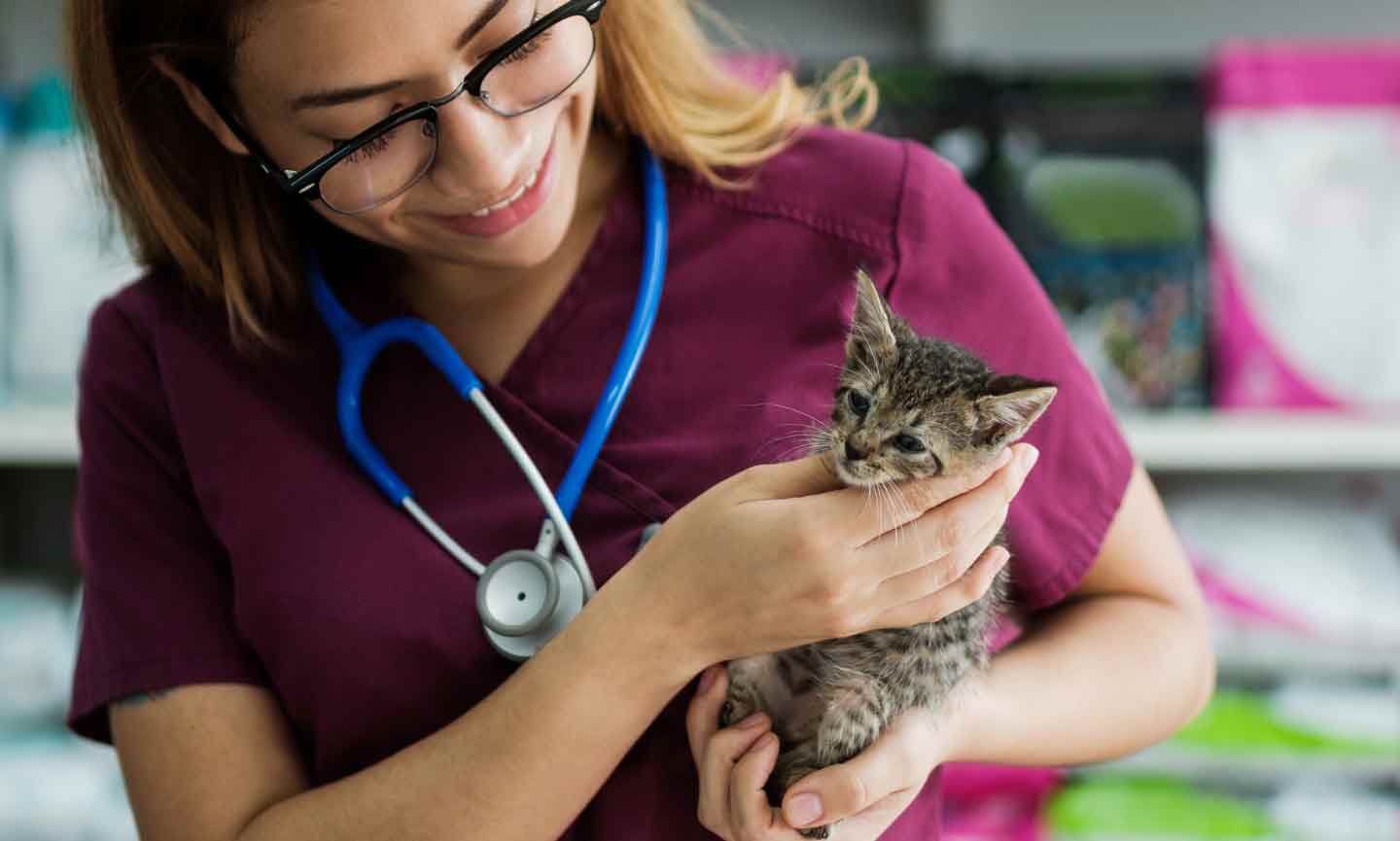 FeLV/FIV Testing in Cats: Everything You Need to Know | Chewy