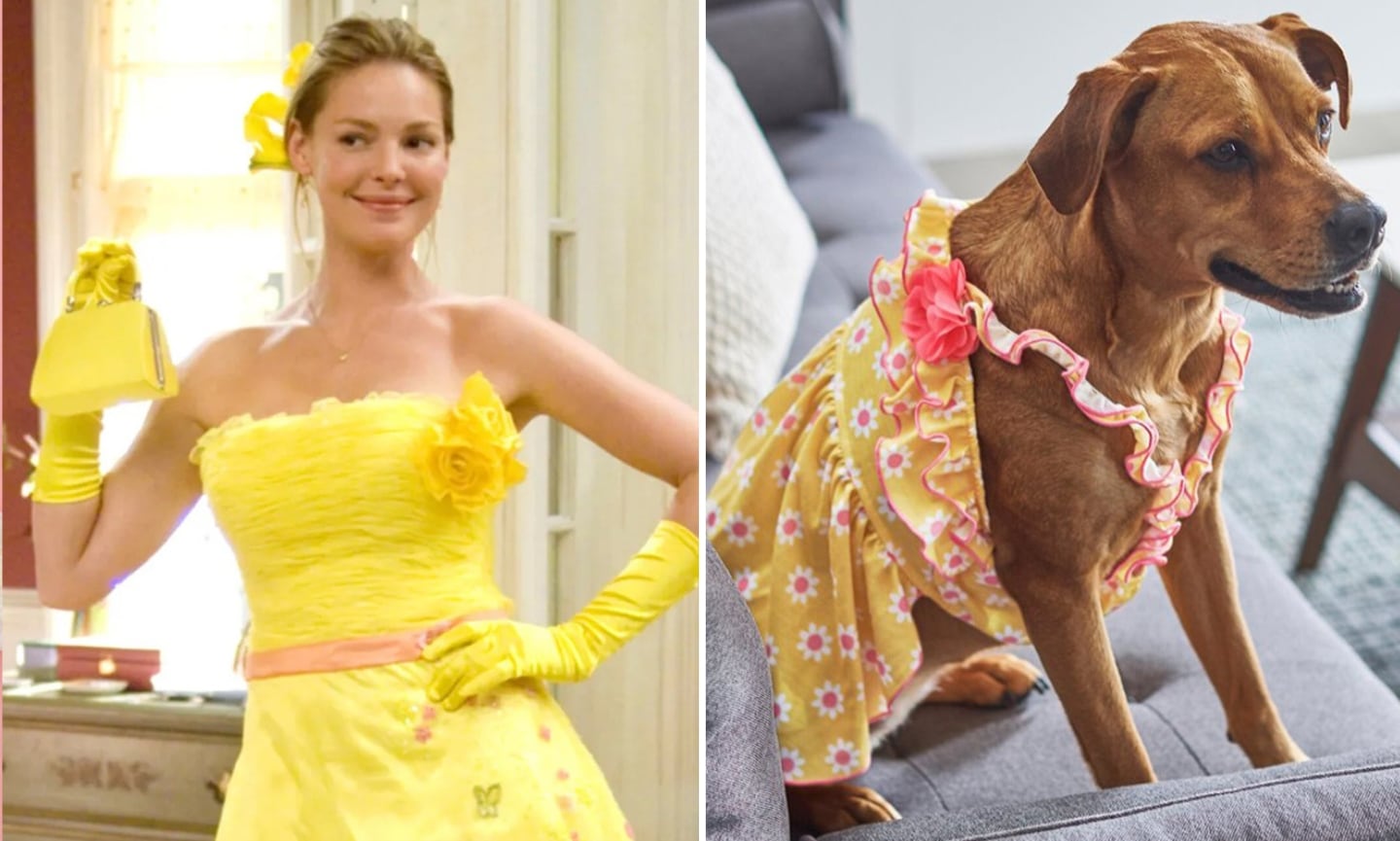 11 Rom-Com Core Outfits for Your Pet | Chewy