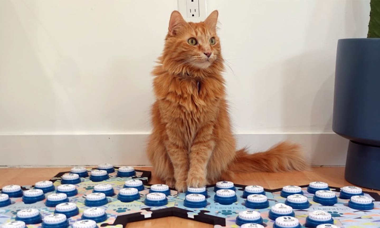 How to Teach Your Cat to ‘Talk’ with Buttons | Chewy