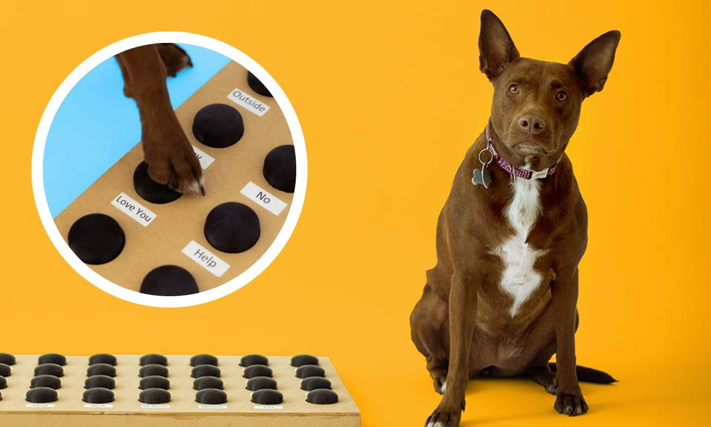 Teach Your Pup to ‘Talk’ with Dog Buttons—Here’s How | Chewy