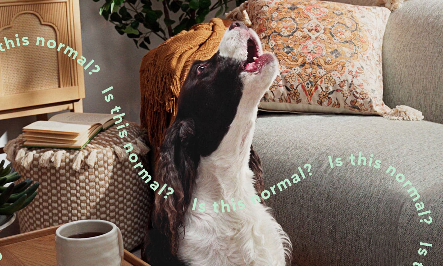 Why Do Dogs Howl? Is This Normal? | Chewy