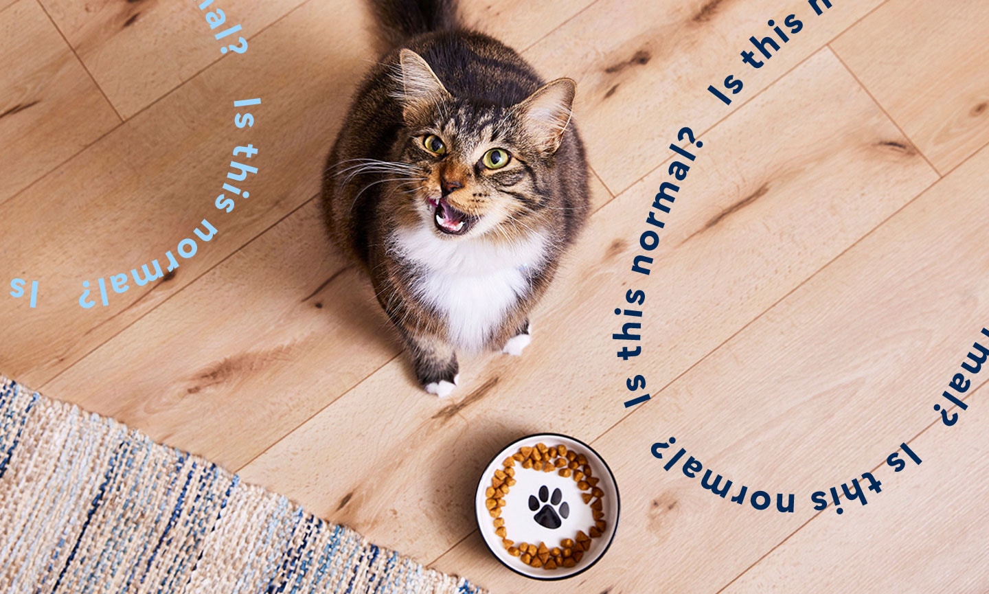 Why Do Cats Think Their Food Bowl Is Empty? | Chewy