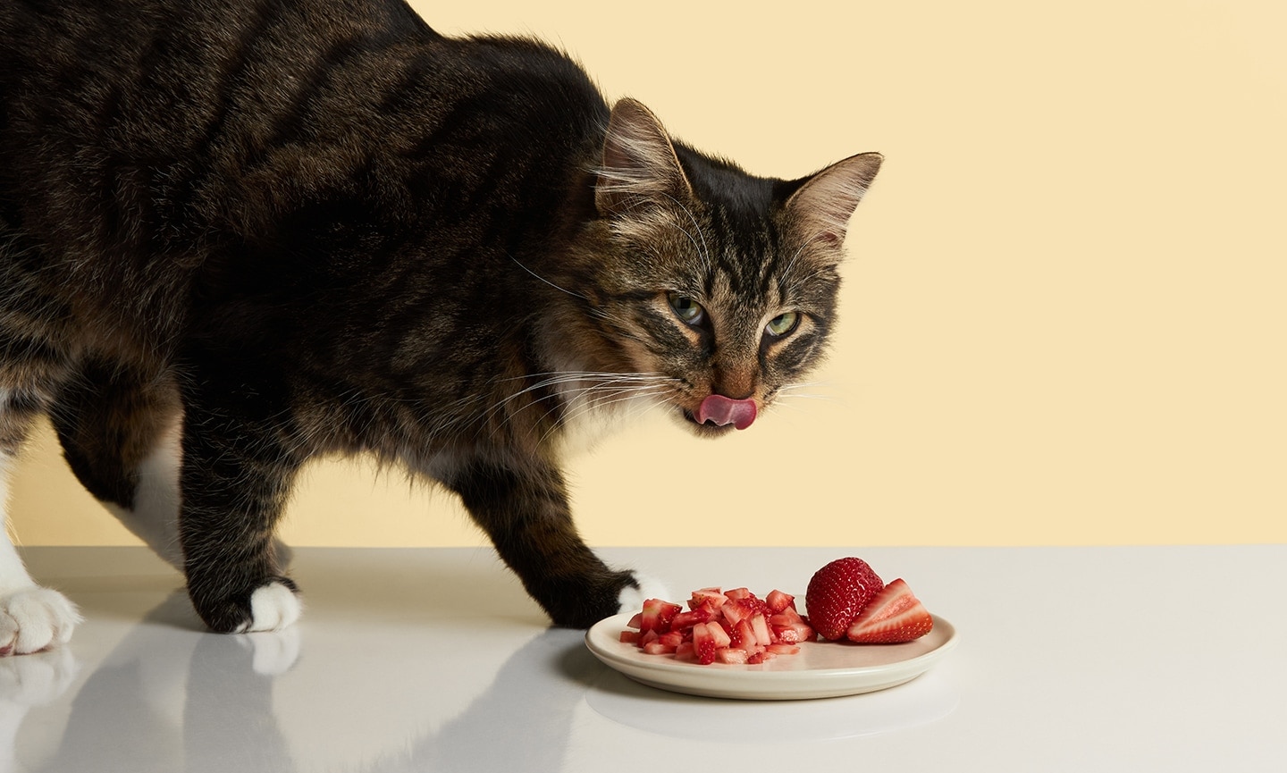 Can Cats Eat Strawberries? Everything You Need to Know | Chewy