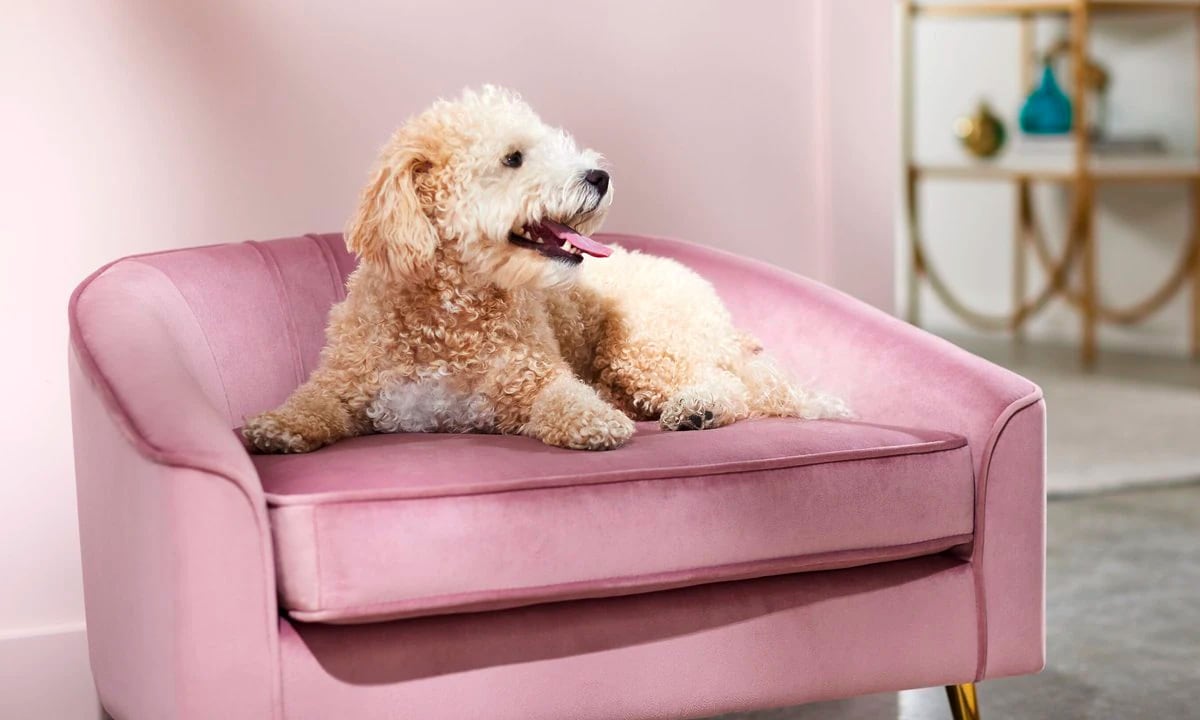 Barbiecore for Pets: Hot Pink Products for Dogs & Cats | Chewy