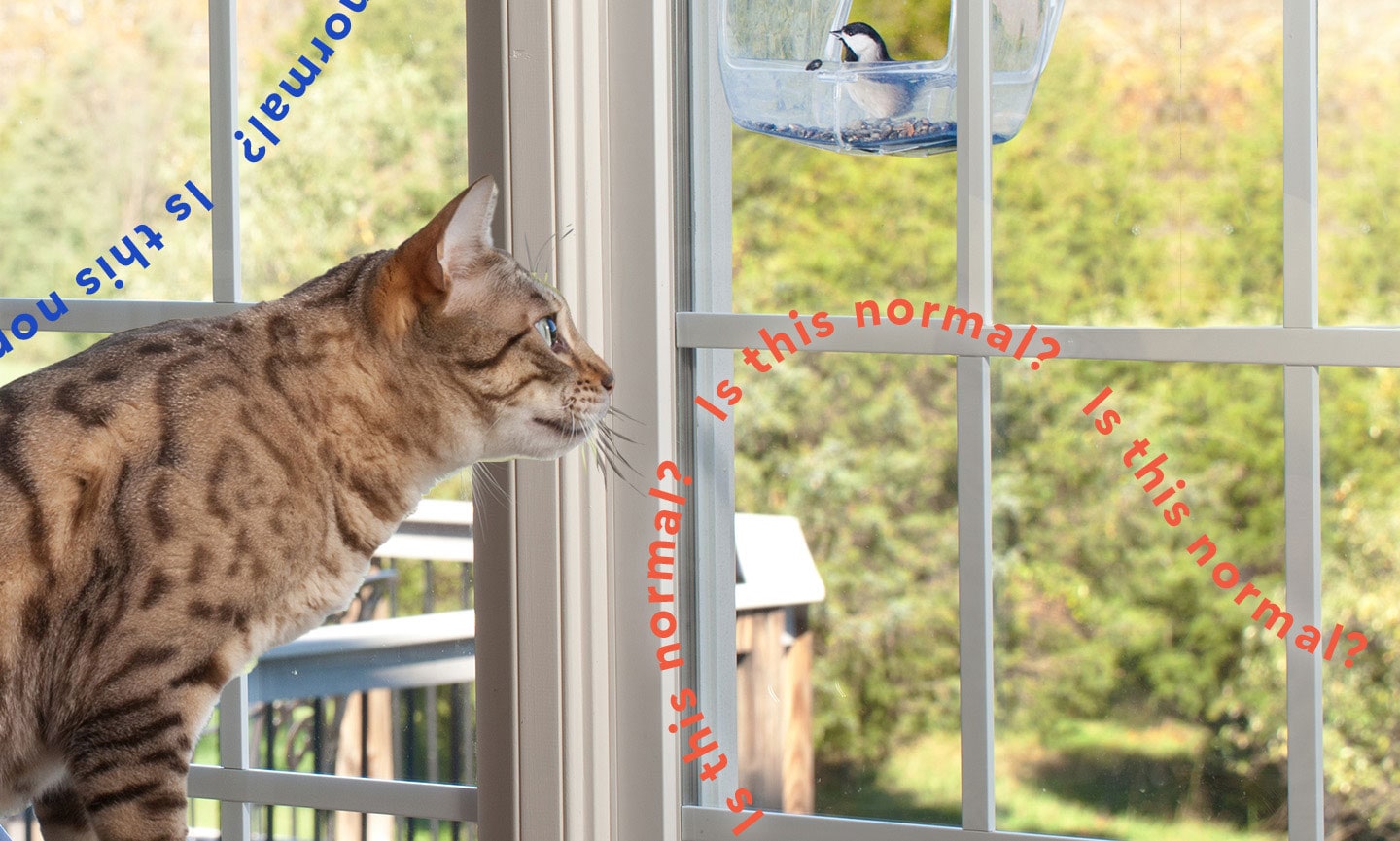 Why Do Cats Chirp at Birds? Is this Normal? | Chewy