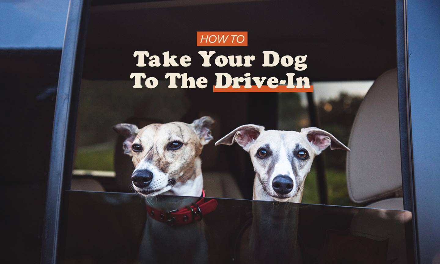 How to Take Your Dog to a Dog-friendly Drive-in Movie | Chewy