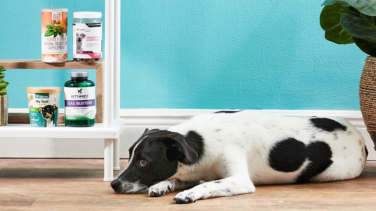 Dog Gas: How to Stop Your Dog From Farting So Much | Chewy