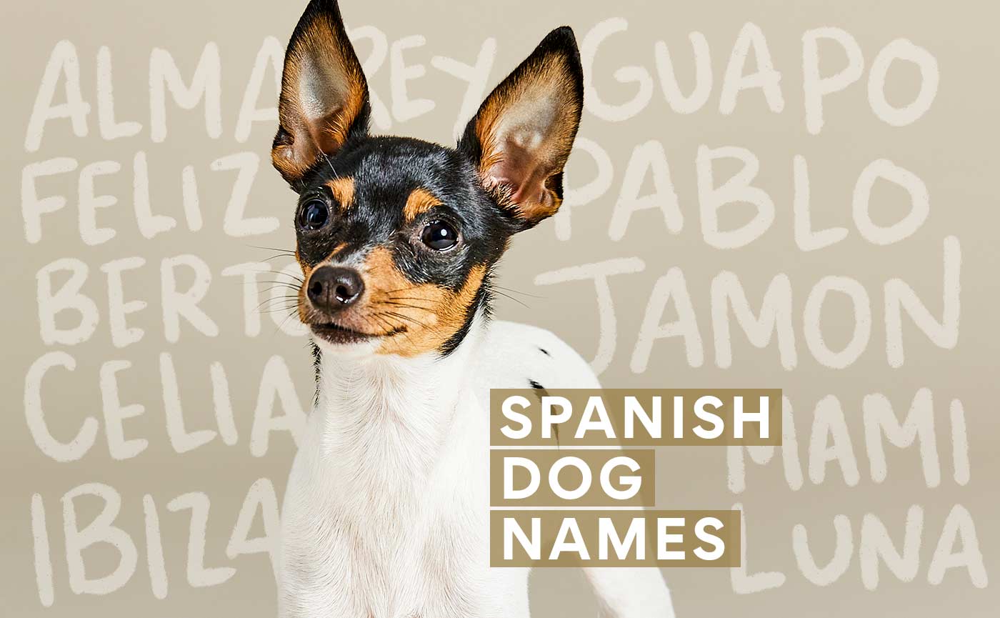 Spanish Dog Names: 200+ Spanish Names for Your Pup | Chewy