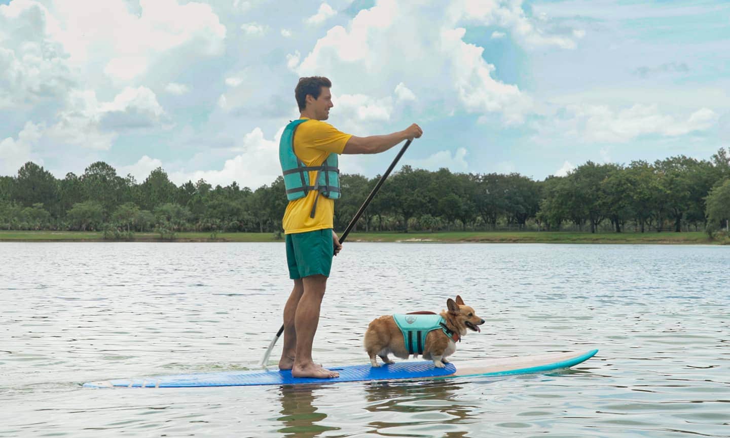 How To Go Paddle Boarding With Dogs: The Ultimate Guide | Chewy