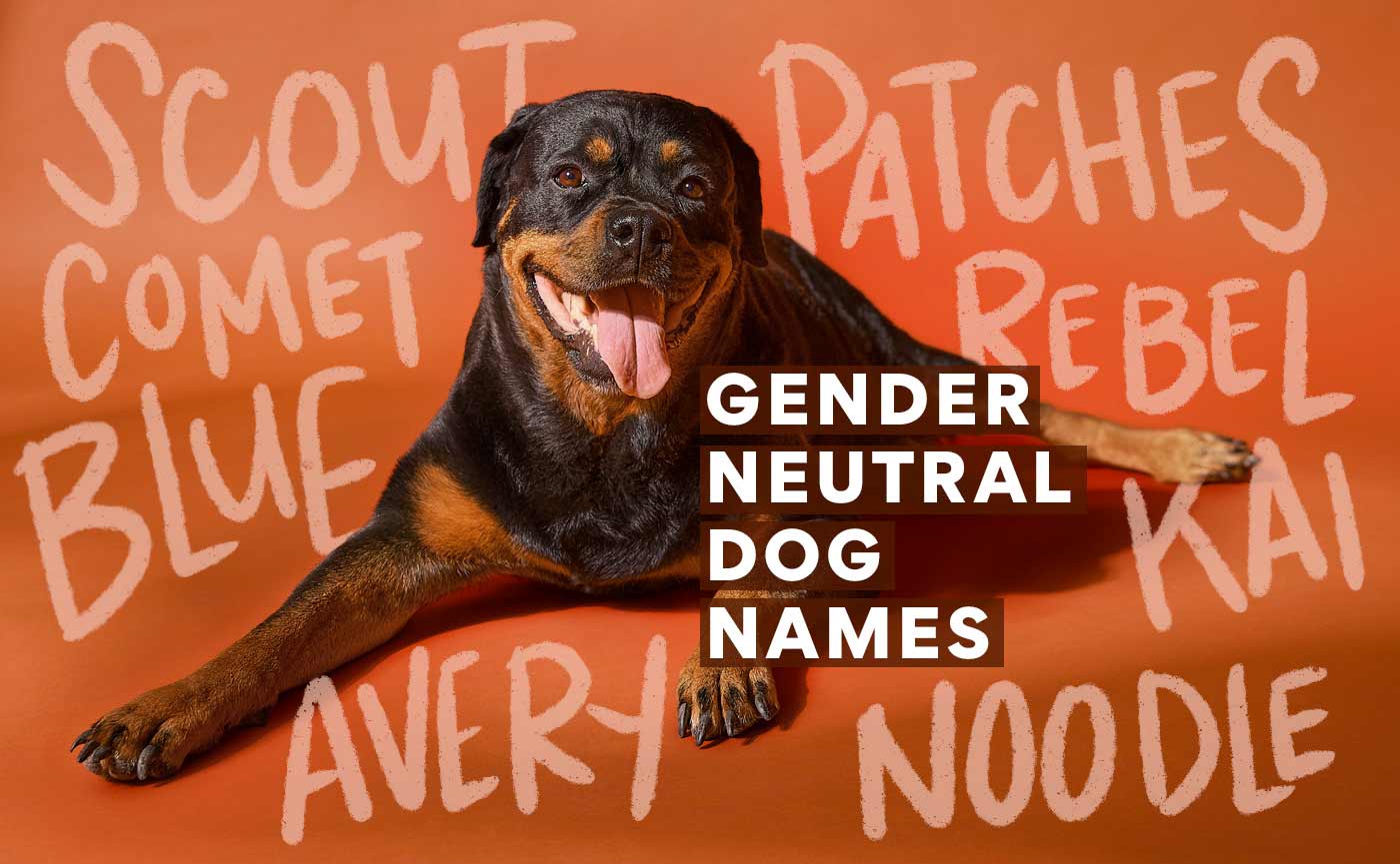 326 Gender Neutral Dog Names Perfect for Every Pup | Chewy