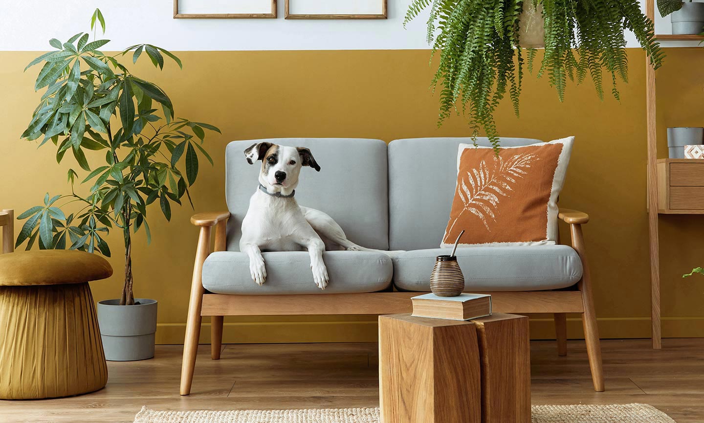 4 Pet-Safe House Plants to Liven Up Your Space | Chewy