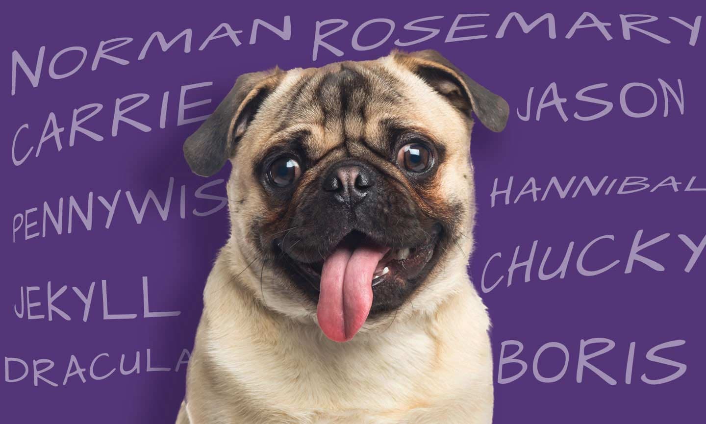 100 Epic Horror Movie Names for Dogs| BeChewy