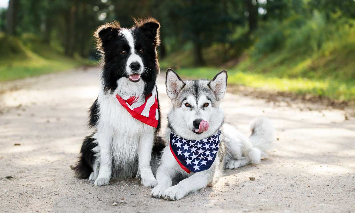 How to Ease a Dog's 4th of July Fears | Chewy