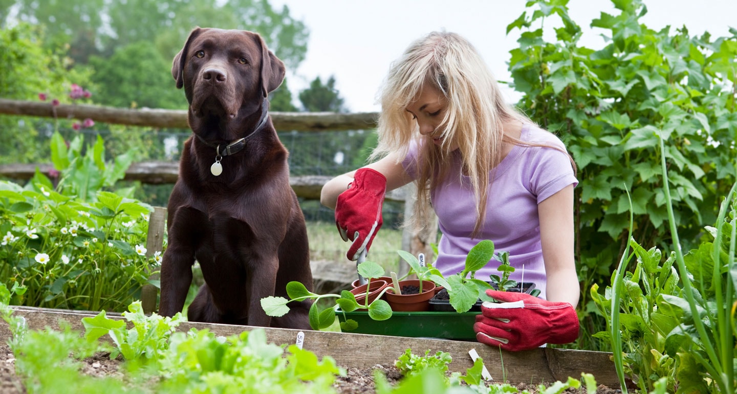 Plant an Edible “Victory” Garden for You and Your Pets | Chewy