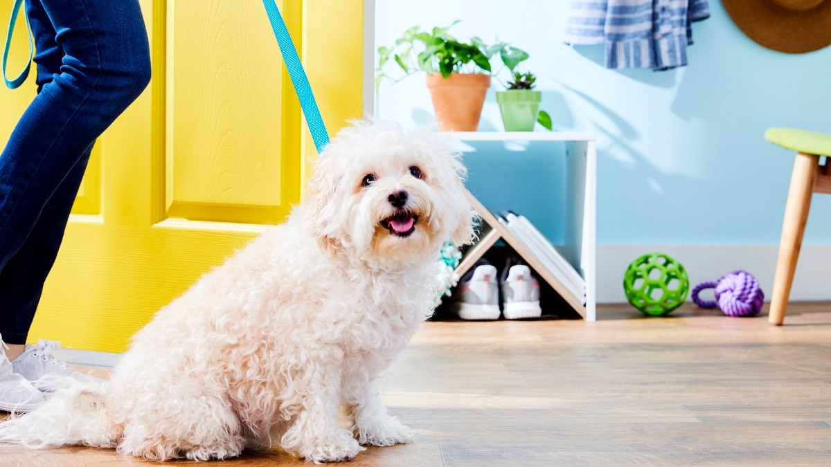 10 Tips for First-Time Dog Owners | Chewy