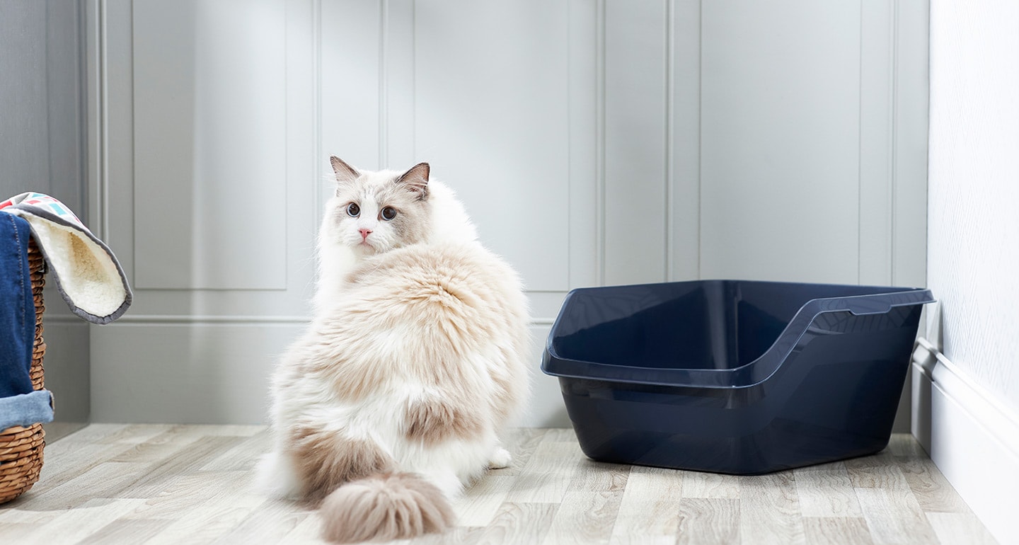 Cat Not Using the Litter Box? Here’s Why (And What You Can Do) | Chewy
