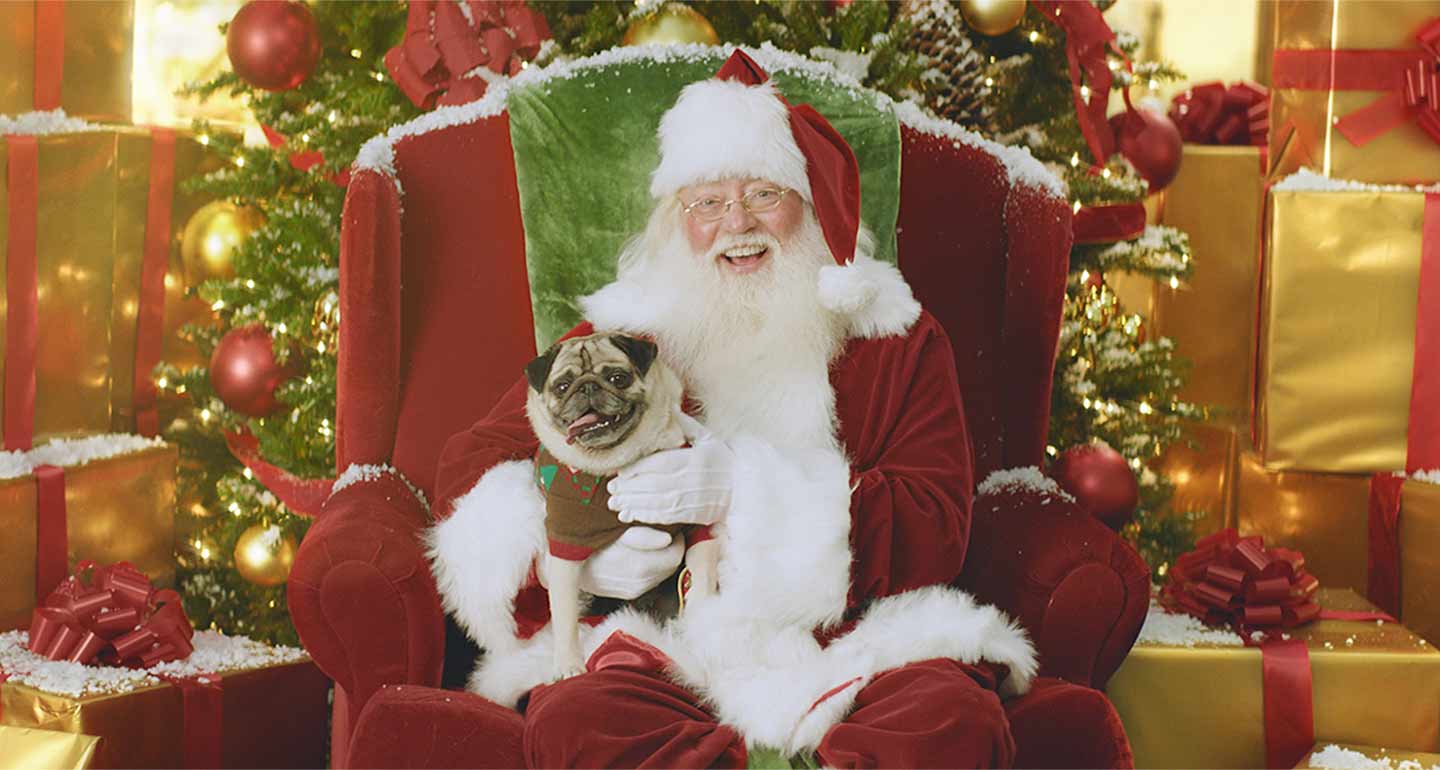 Tips for Getting the Best Pet Pictures With Santa | Chewy