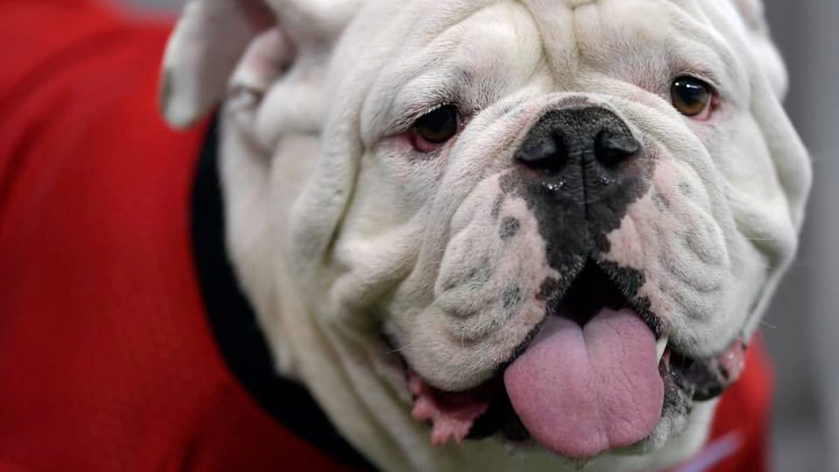 ‘Green’ Doghouse Built for Uga VII | Chewy