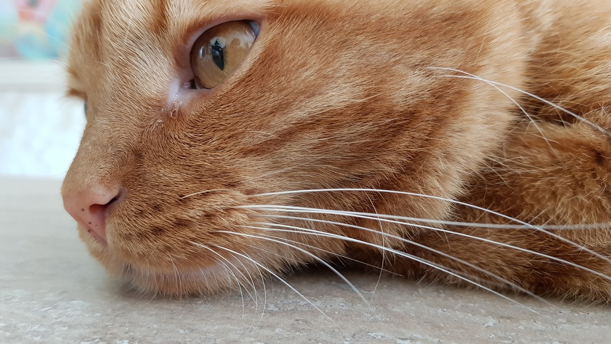 Are Dark Spot on a Cat’s Nose Freckles, or Something More? | Chewy