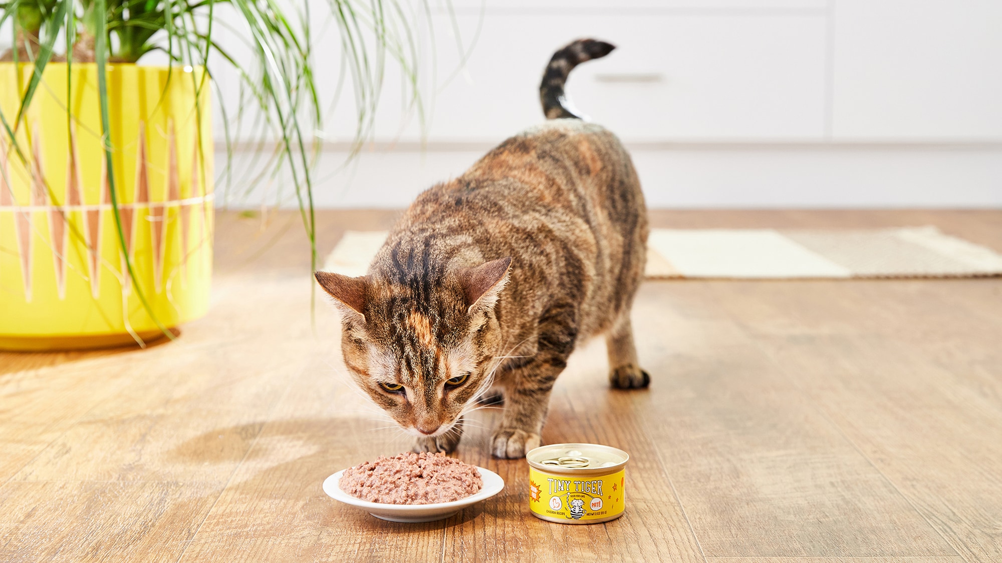 3 Reasons to Consider Grain-Free Cat Food | Chewy