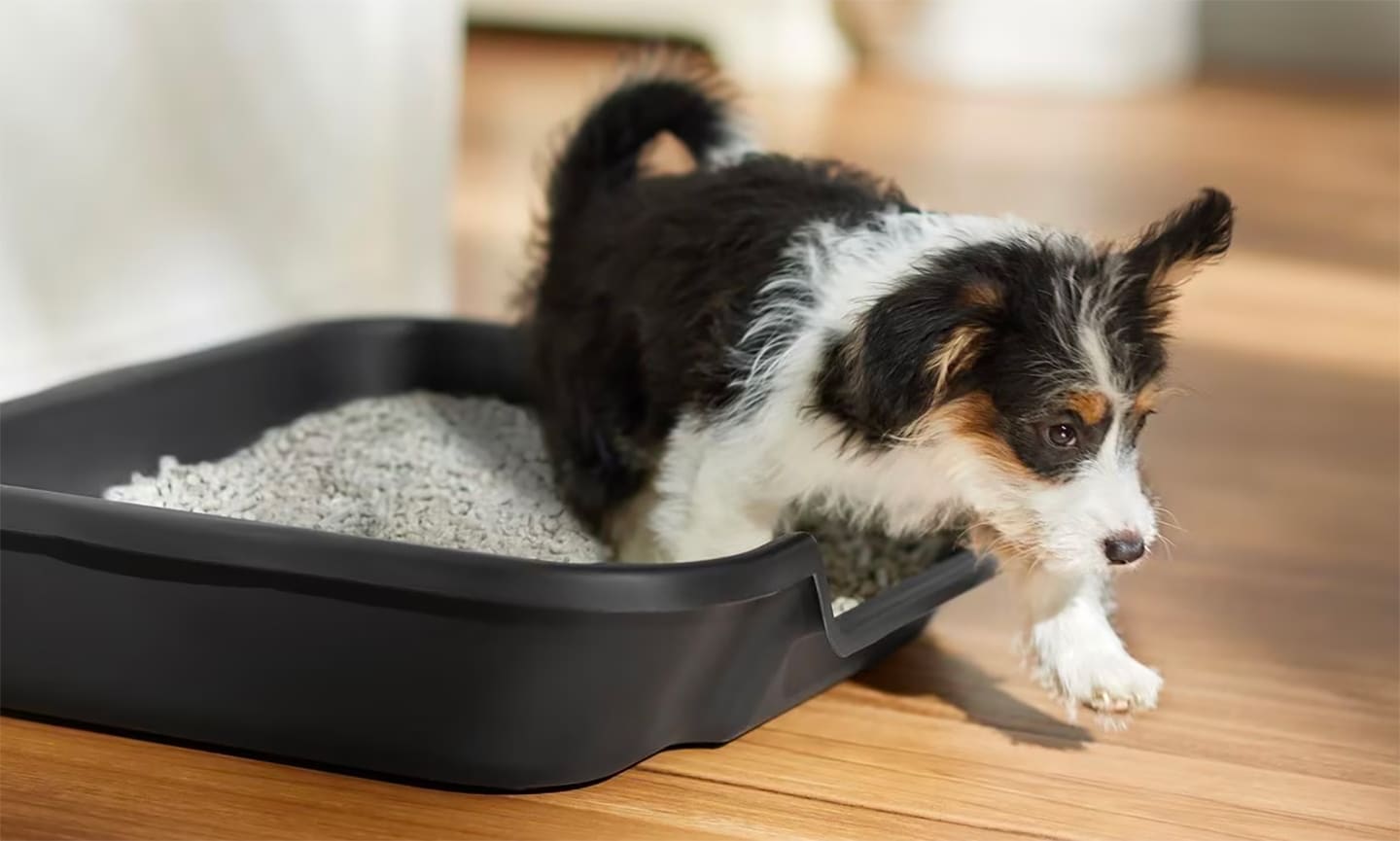 Dog Litter: What It Is and How to Use It | Chewy