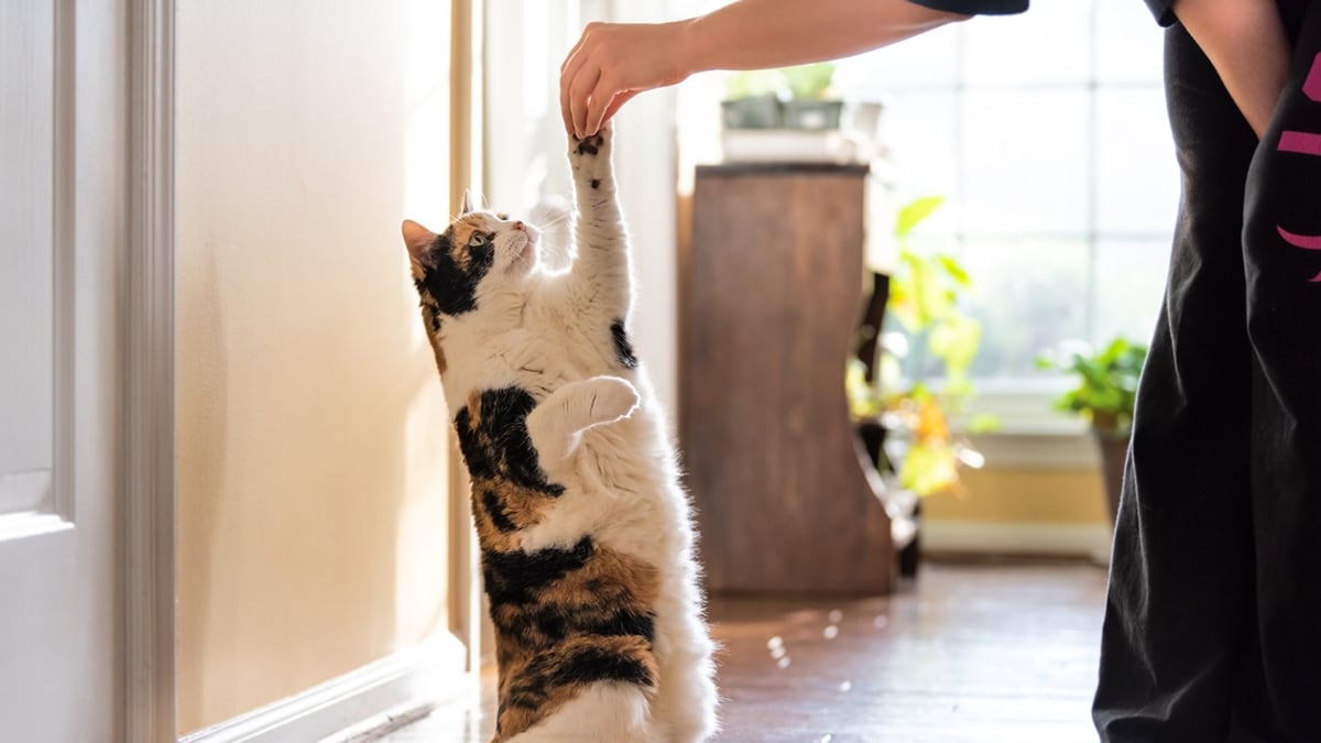 6 Ways to Step Up Your Cat Treats Game | Chewy