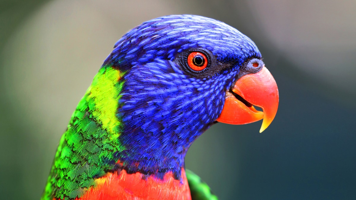 Bird Nostrils: Understand Your Bird Nares | Chewy