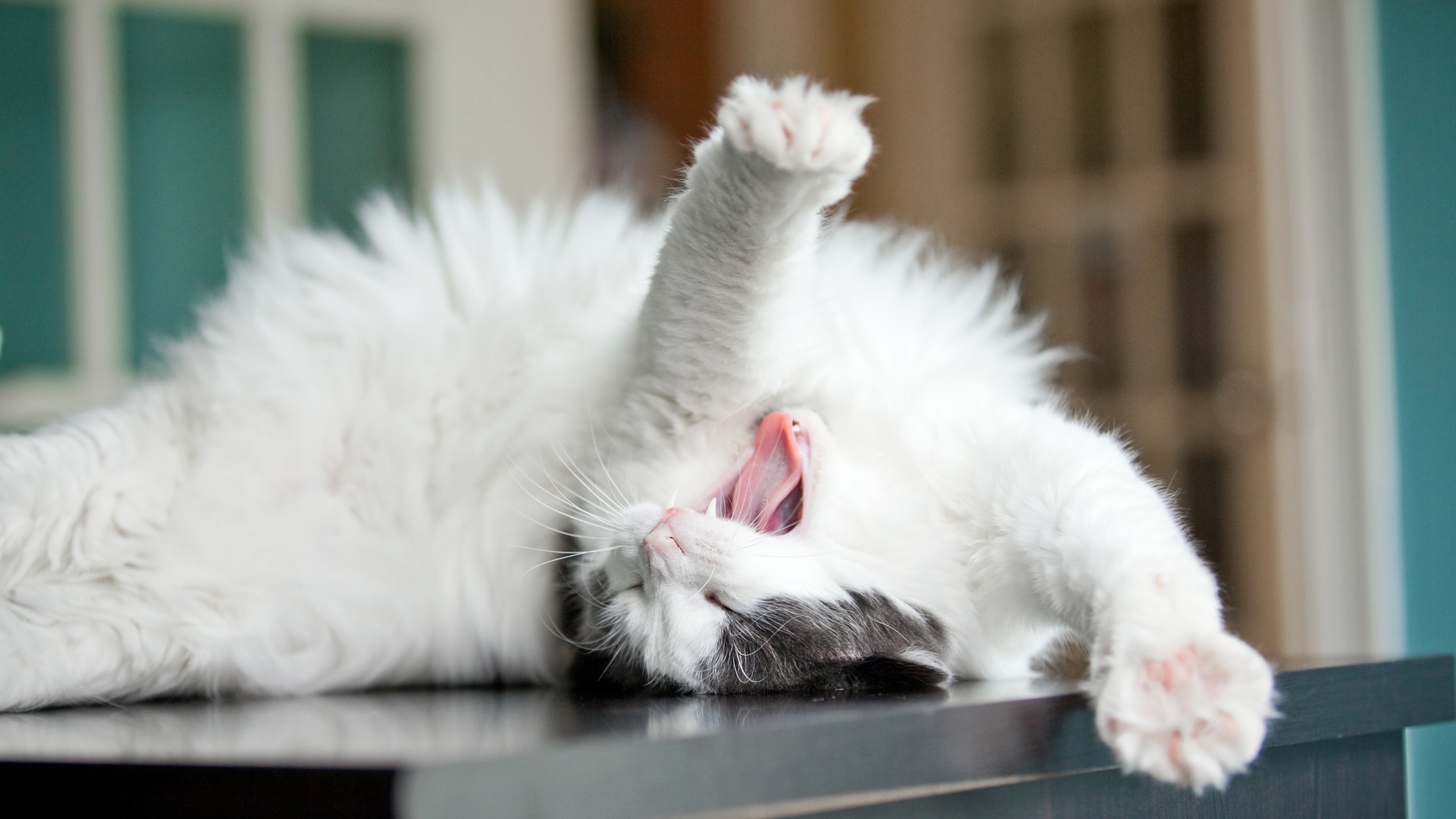 Funny Cat Video Clips: Cat Moods | Chewy