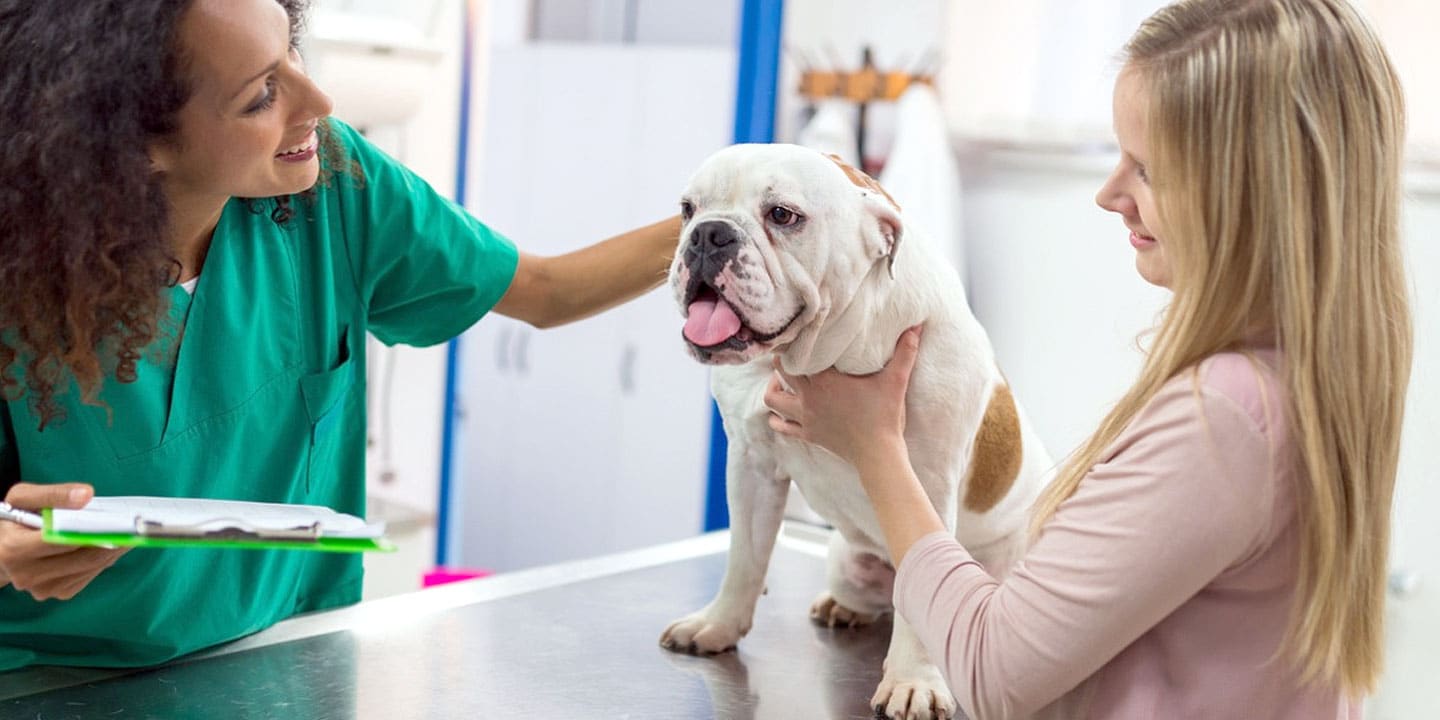 Whipworms in Dogs: Symptoms and Treatment | Chewy