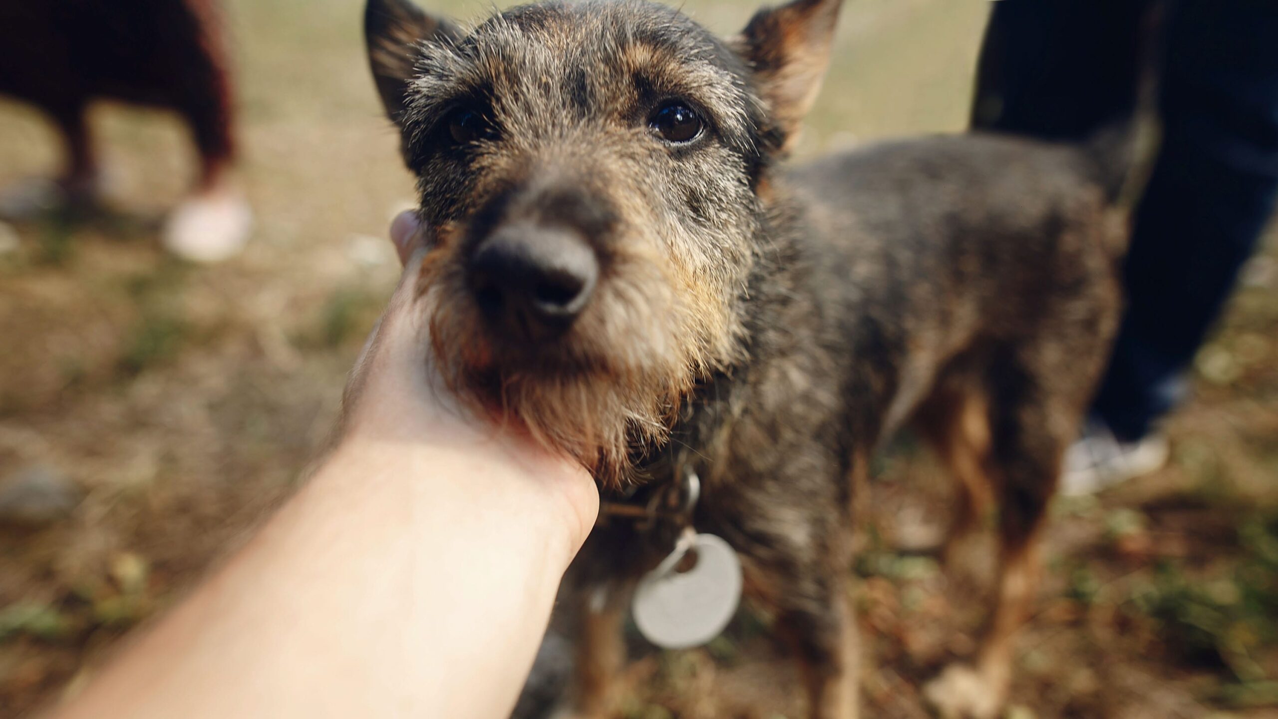 What to Do if You Find a Lost Dog | Chewy
