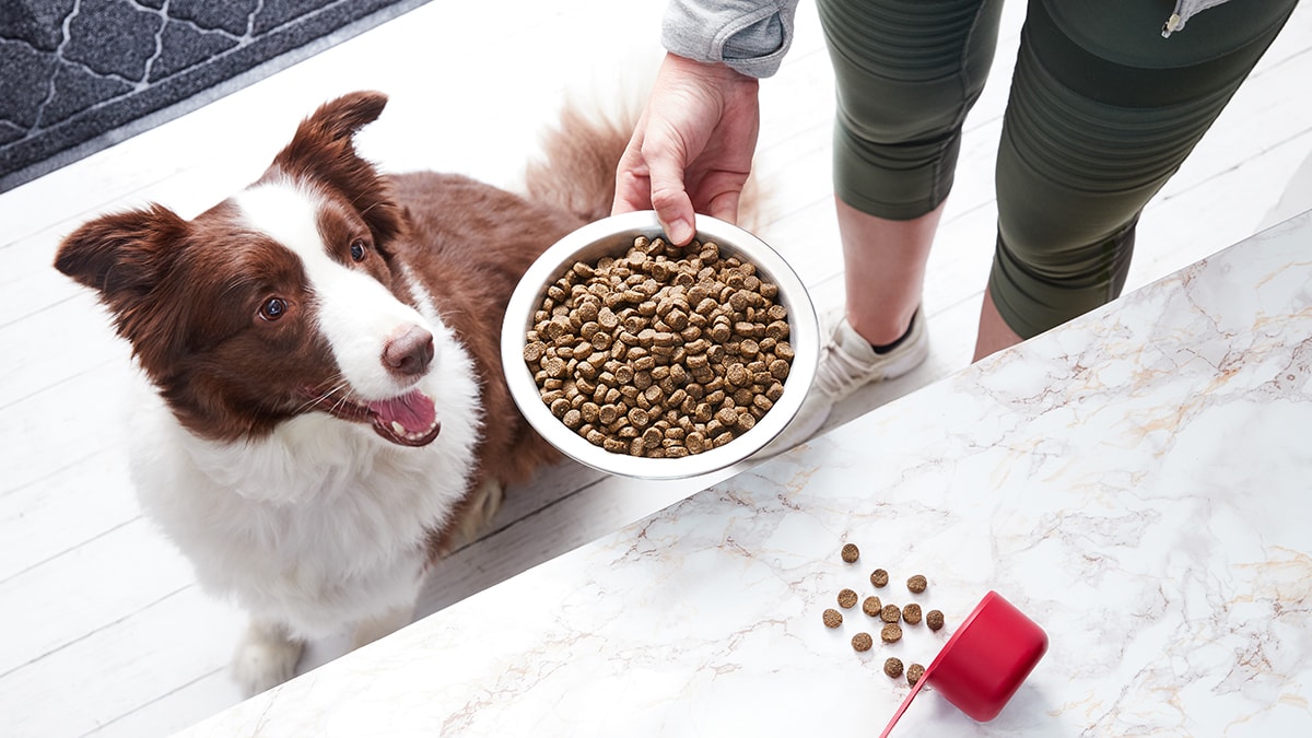 Choosing the Best Dog Food for Sensitive Stomach Issues | Chewy