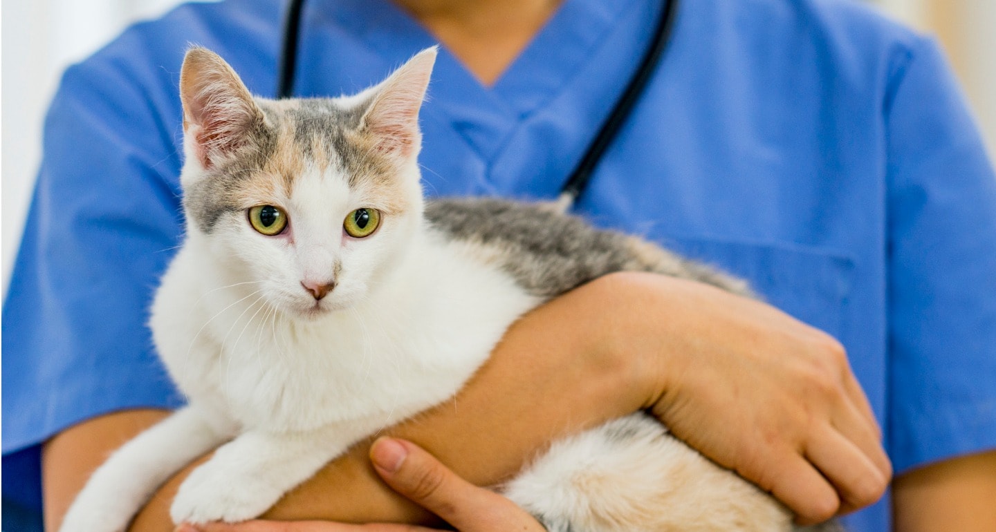 Pet Emergency: When to Take Your Cat to the Vet | Chewy