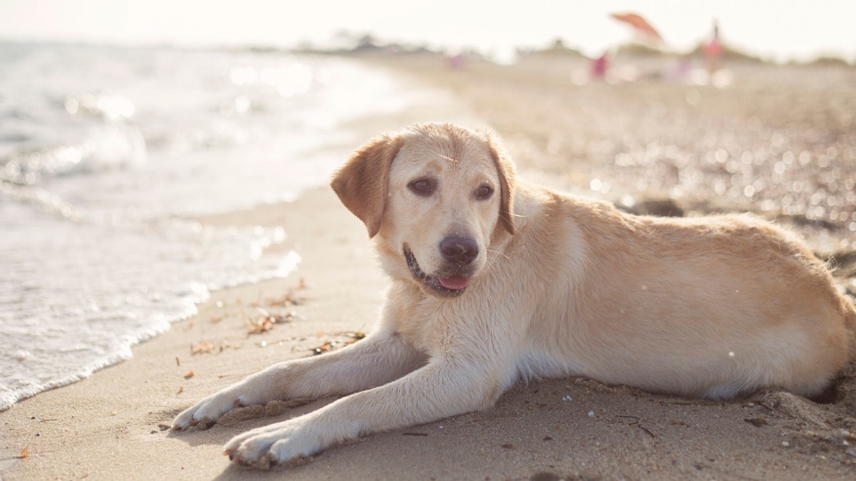 9 Must-Have Items on Your Dog Beach Checklist | Chewy