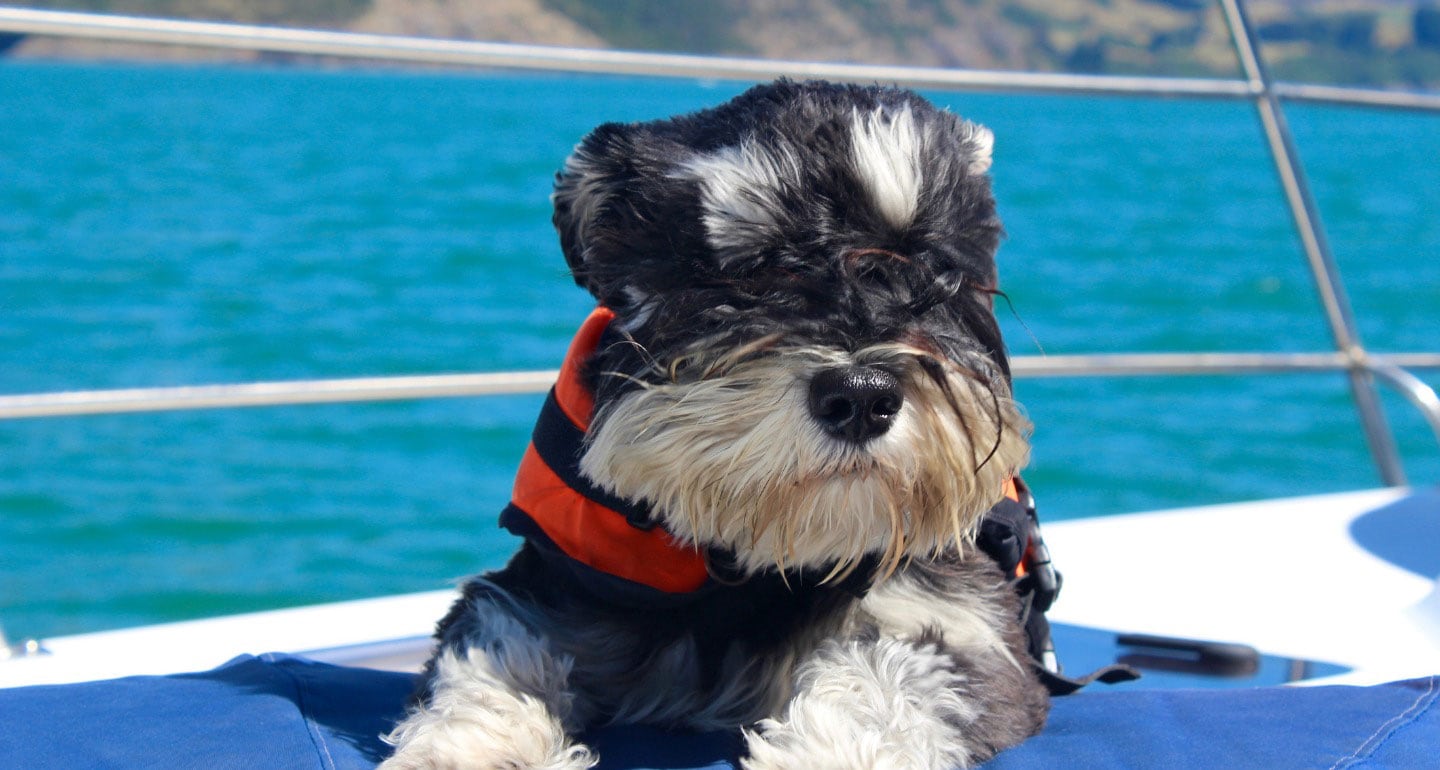 Basic Boat Safety Tips for Dogs | Chewy