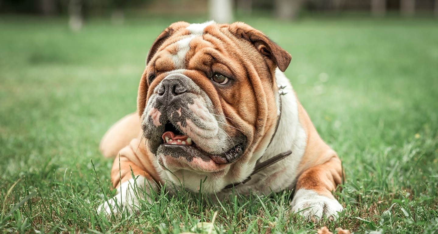 8 Wrinkly Dog Breeds You Can’t Help But Love | Chewy